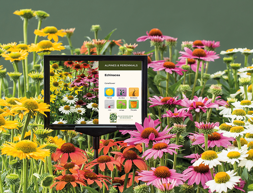 Bed cards & POS - Floramedia.co.uk