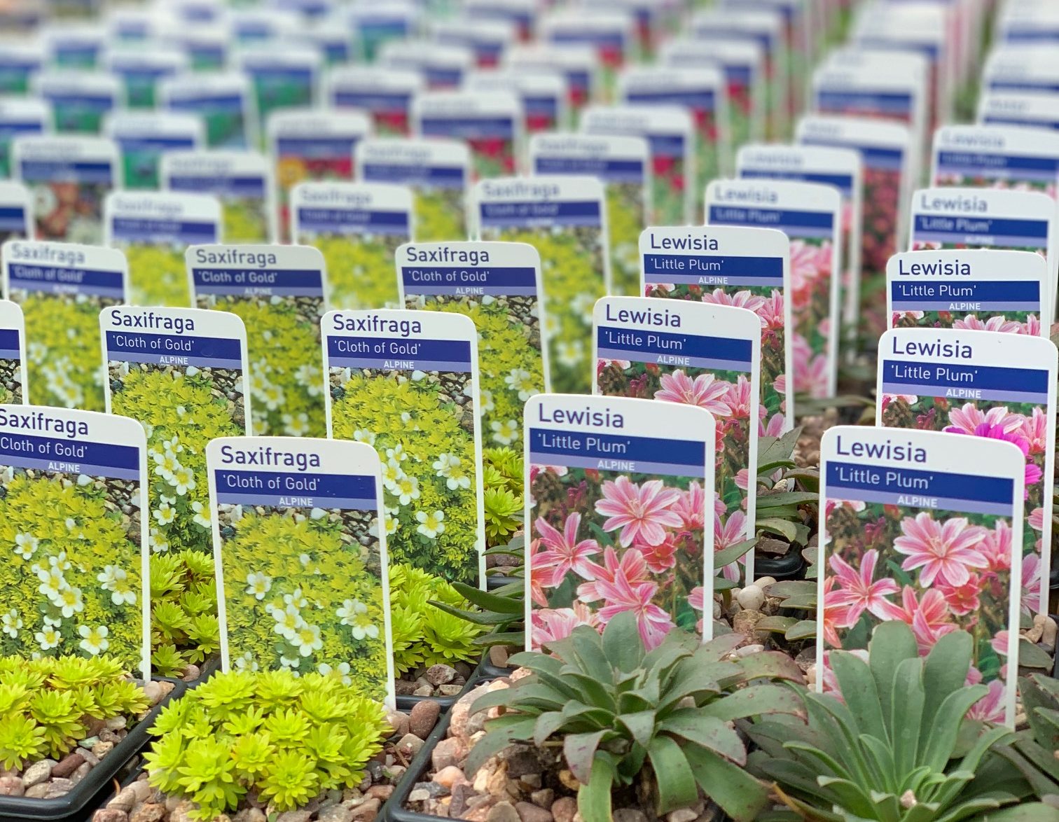 Plant labels - stock - Floramedia.co.uk